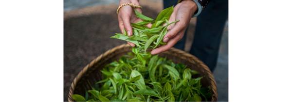Chá verde: benefícios, para que serve e quando tomar